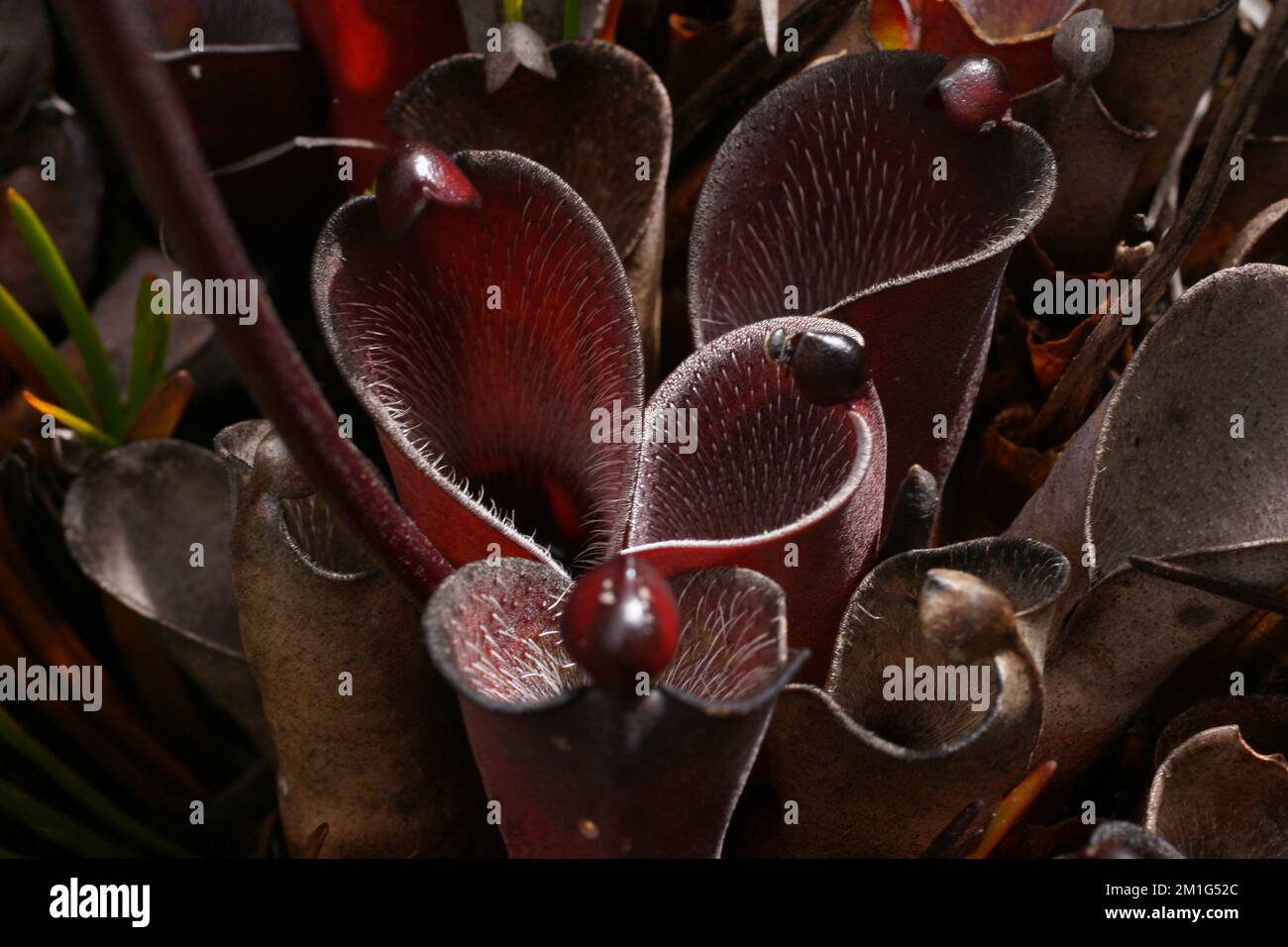 Dark red pitchers of the carnivorous pitcher plant Heliamphora ...