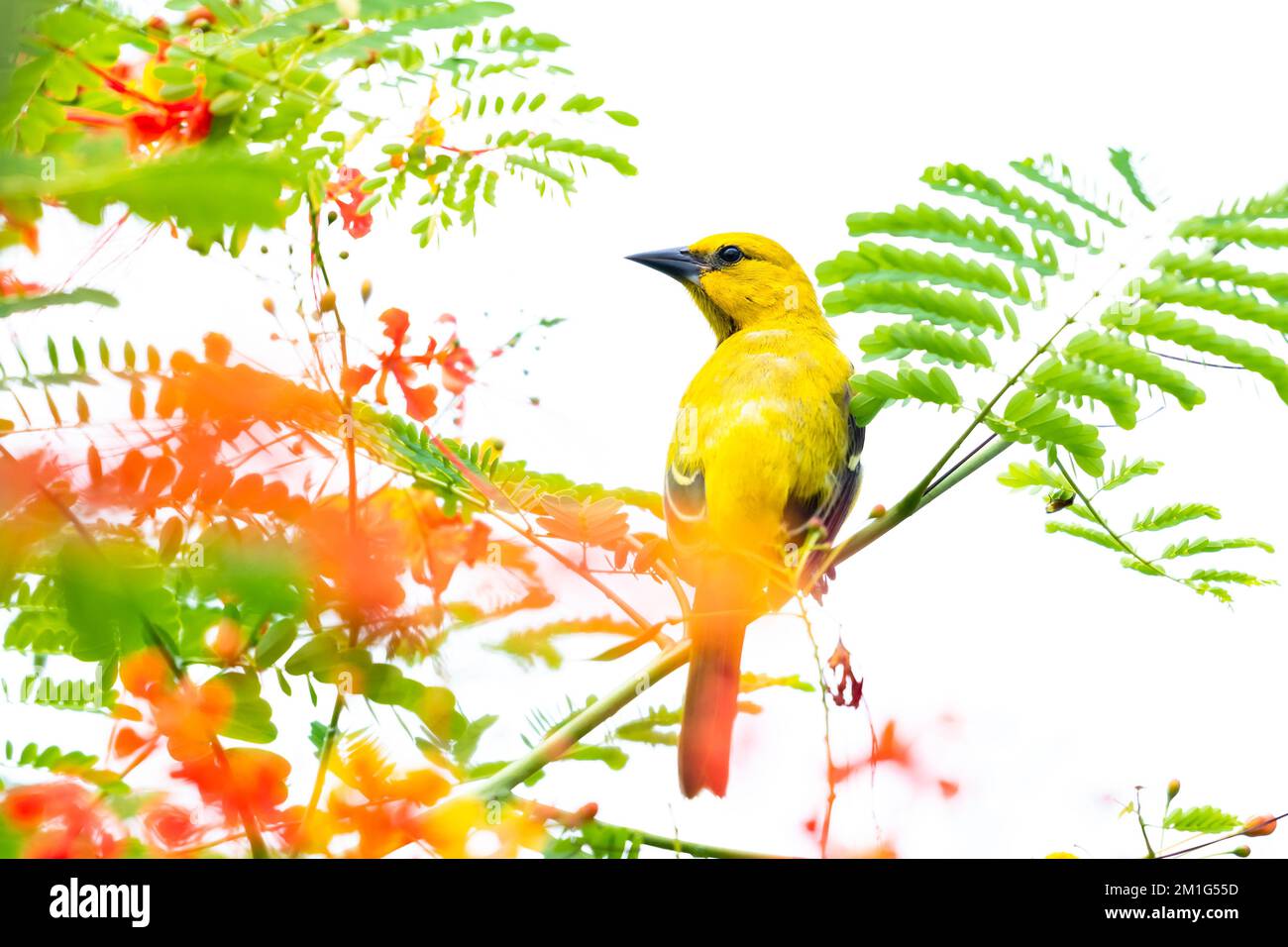 Yellow Oriole bird perched in a Pride of Barbados tree with a white ...