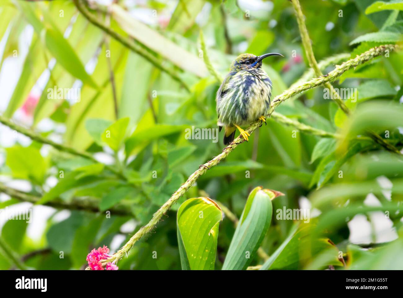 Molting bird hi-res stock photography and images - Alamy