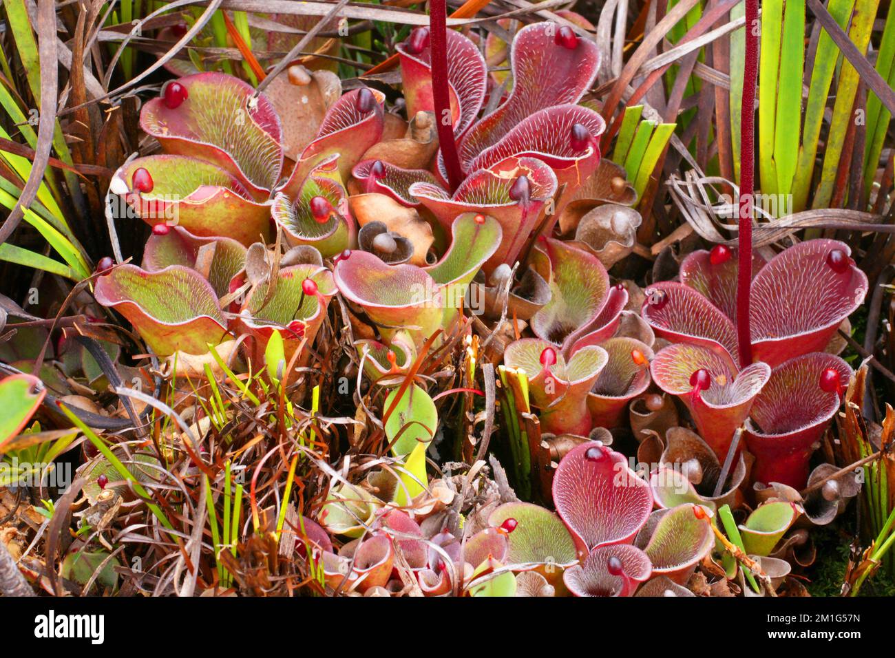 Large plant of the carnivorous pitcher plant Heliamphora pulchella, in ...