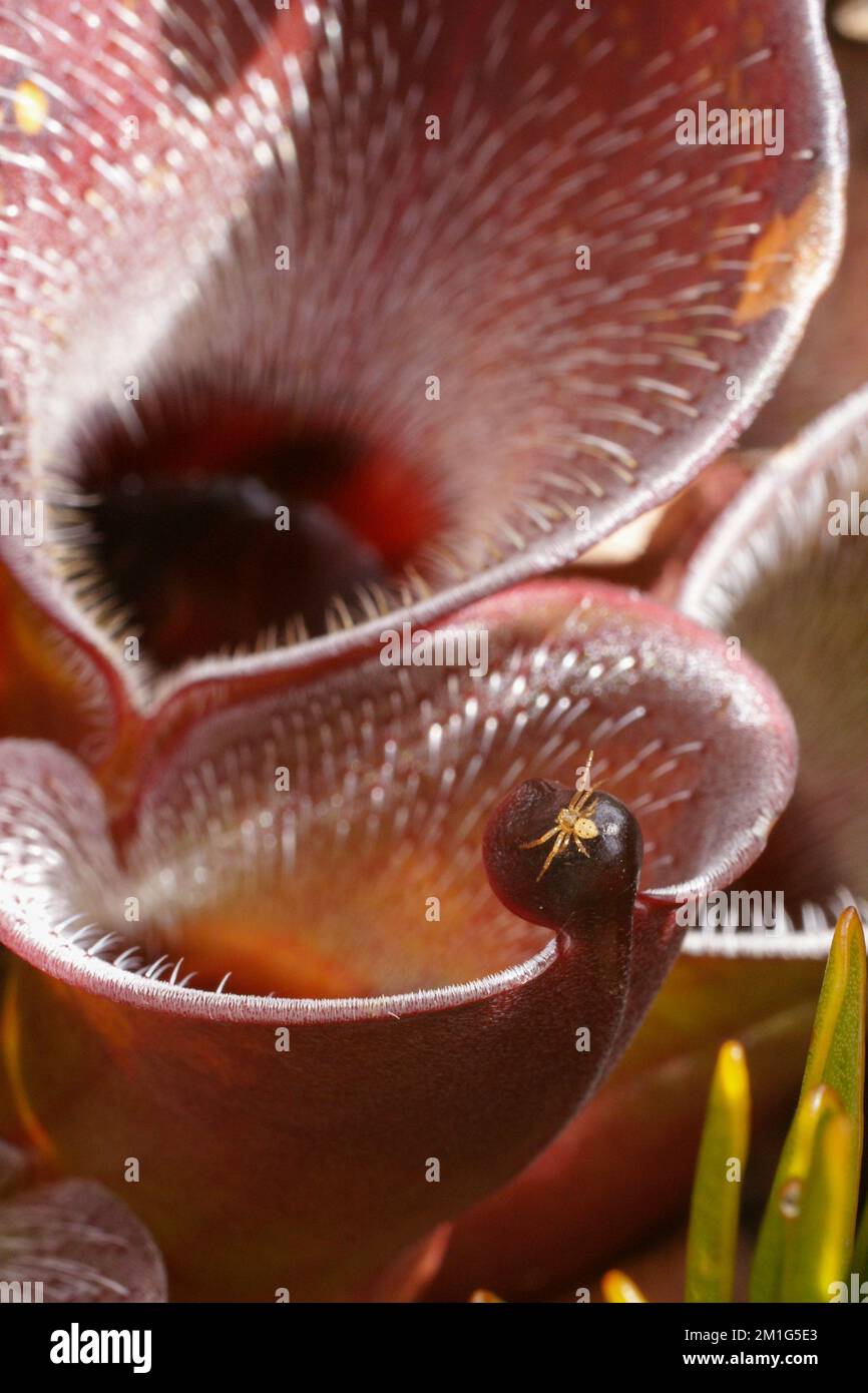 Pitcher plant spider hi-res stock photography and images - Alamy