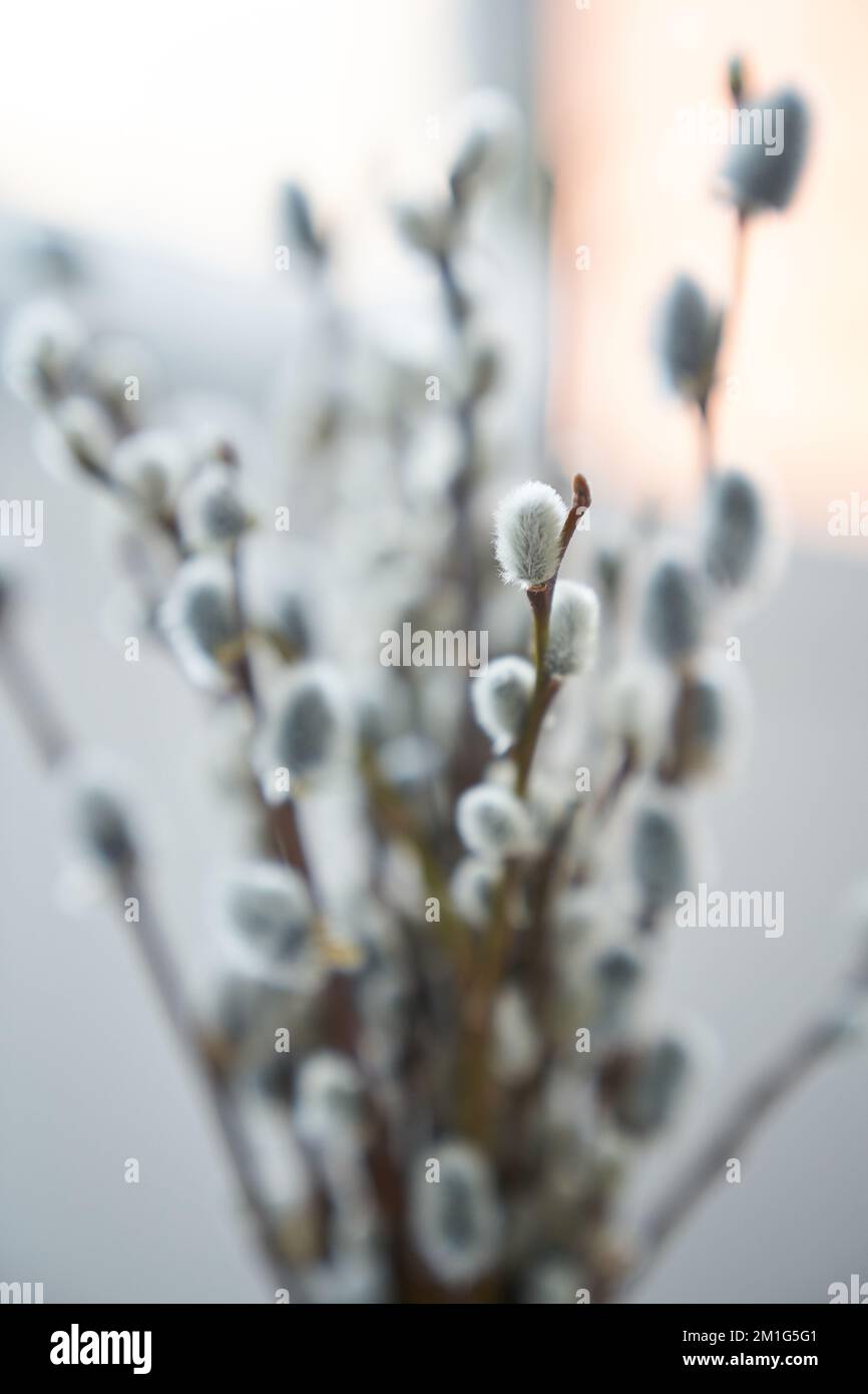Downy willow hi-res stock photography and images - Alamy