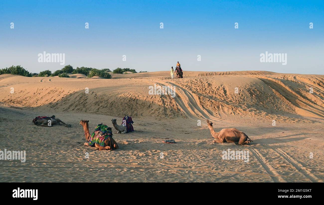 Cameleer taking tourists on camel to watch sun rise, at Thar desert ...