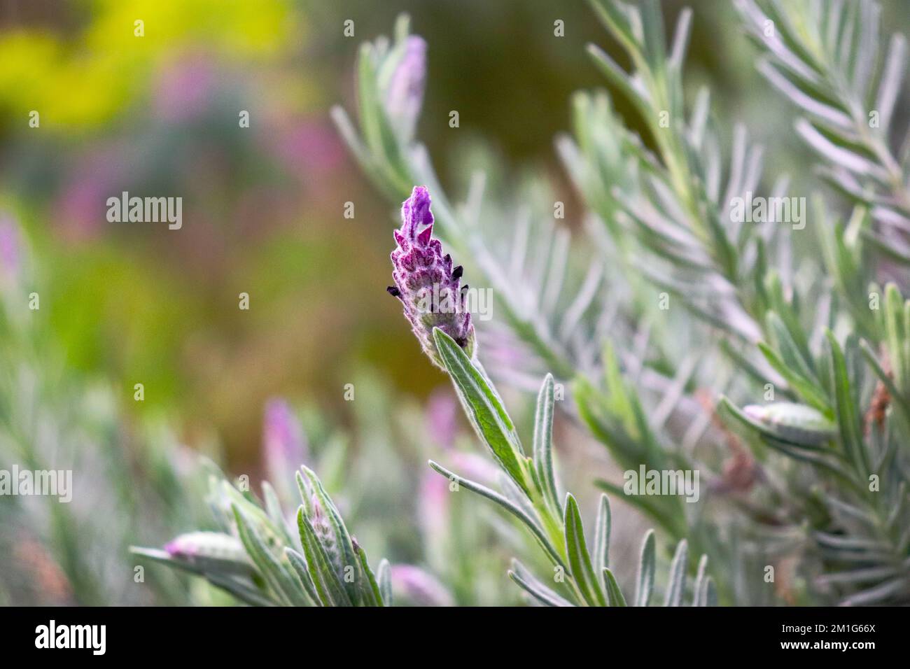 A selective focus of French Lavender (Lavandula Dentata) in the garden ...