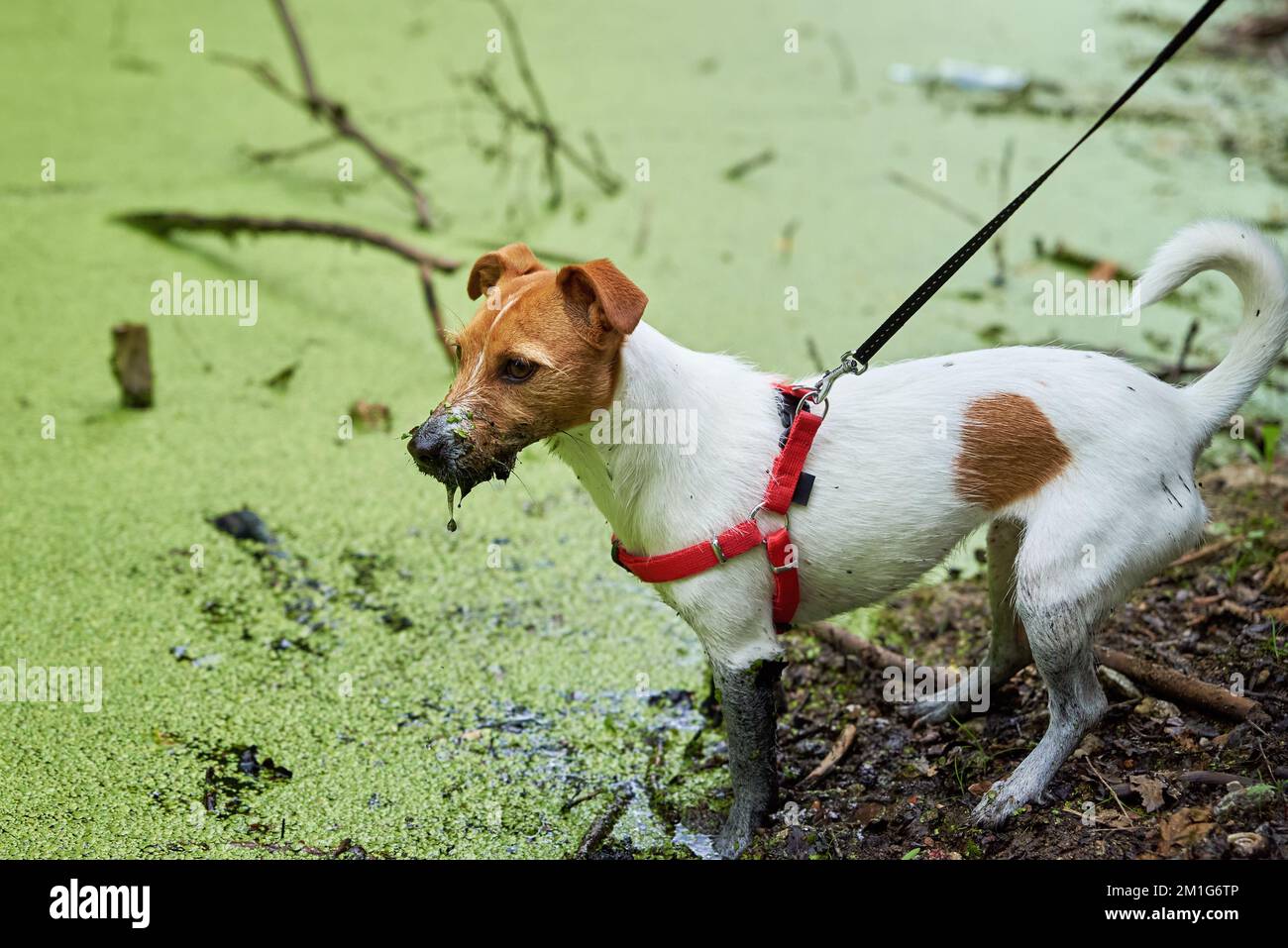 Dirty dog have fun in swamp, Wet pet in puddle Stock Photo - Alamy