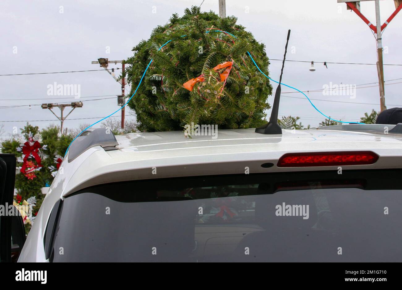 Christmas tree wrapped up and on the top of a car ready to be brought ...