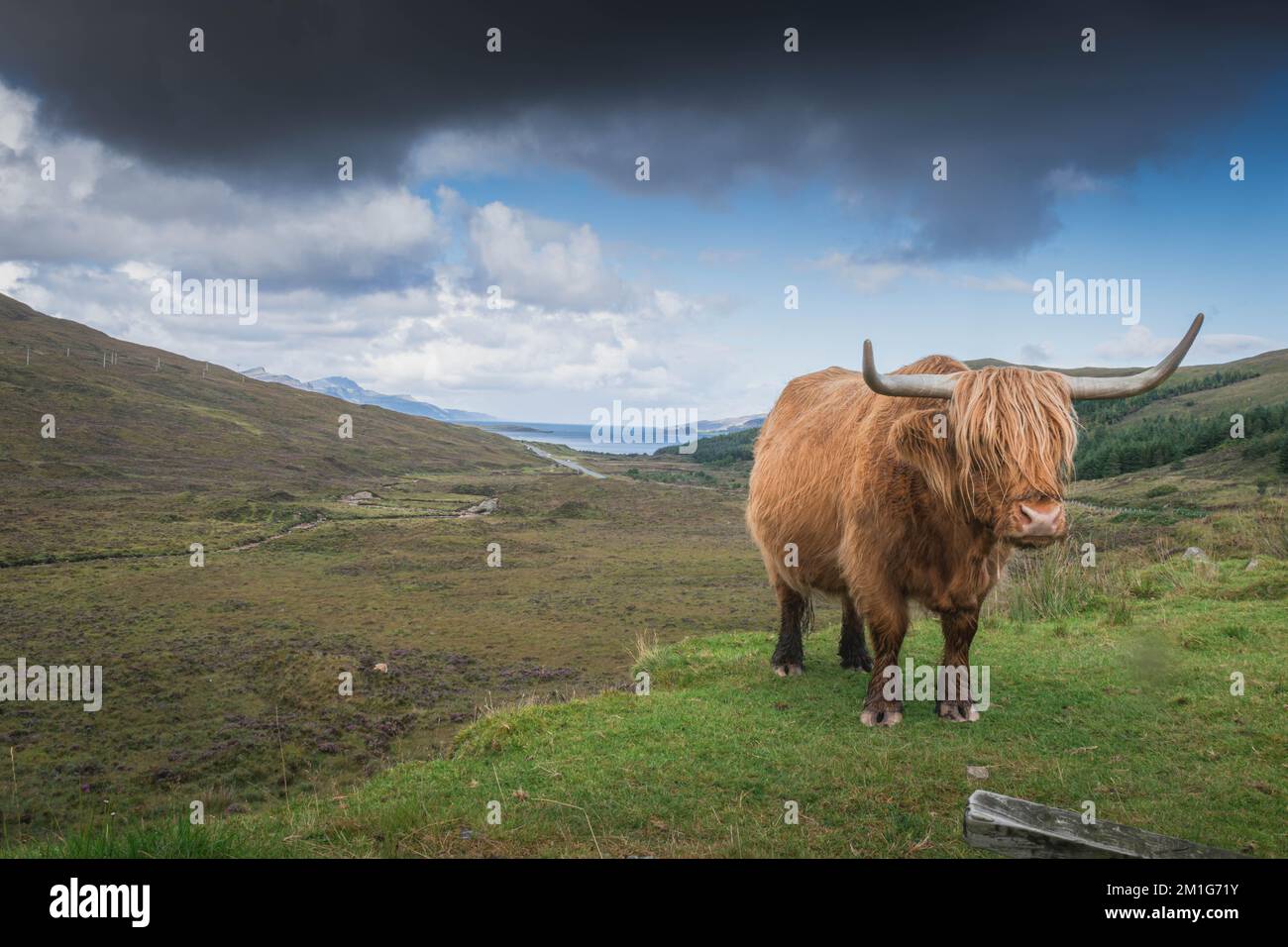 Highland(scottish) cow, Scotland, UK Stock Photo - Alamy