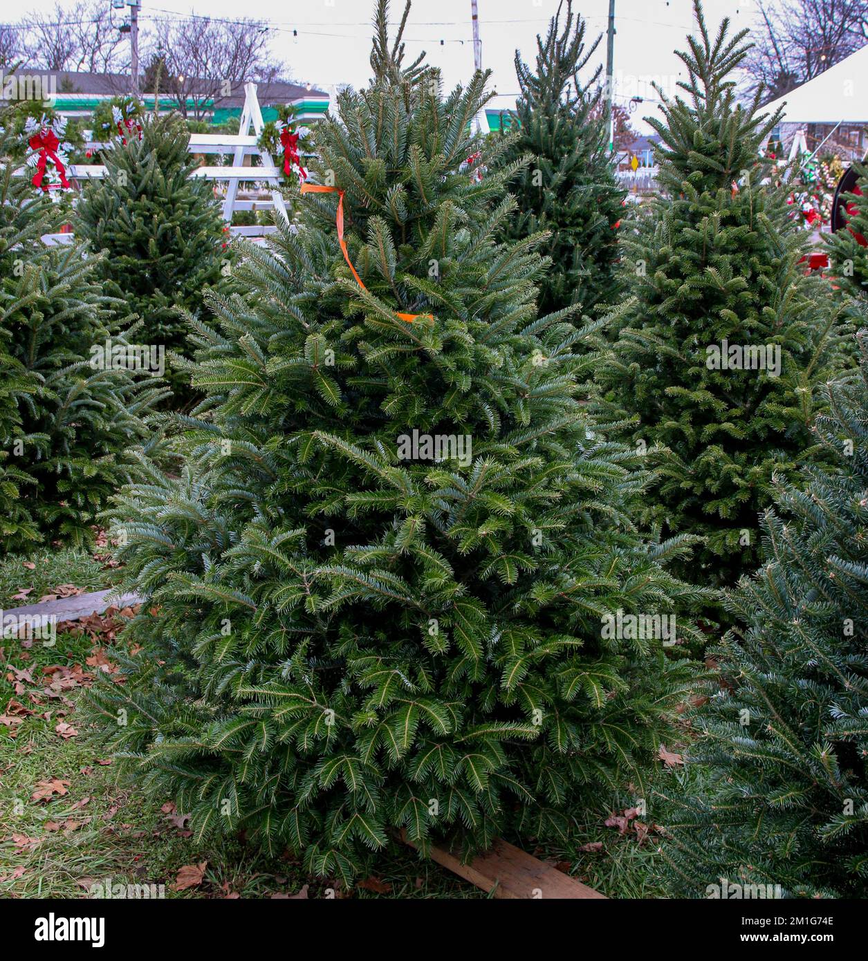 Row of christmas trees family hi-res stock photography and images - Alamy