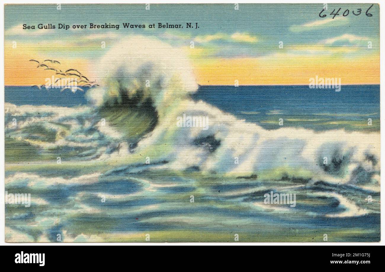 Sea gulls dip over breaking waves at Belmar, N. J. , Seas, Tichnor ...