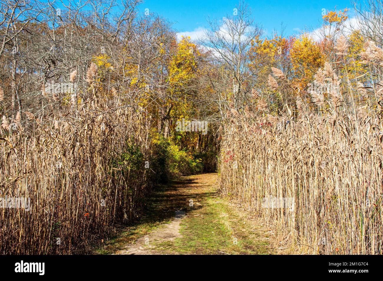 Grass path surrounded by common reed in Gardiners PArk Bay Shore Long ...