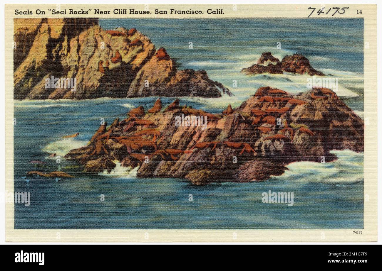 Seals on 'Seal Rocks' near Cliff House, San Francisco, Calif. , Tichnor ...