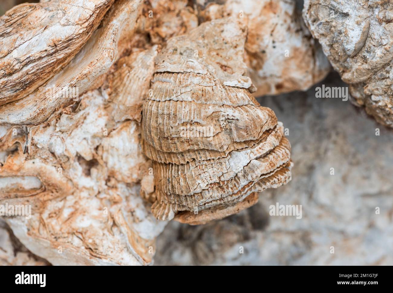 Cretaceous fossils hi-res stock photography and images - Alamy