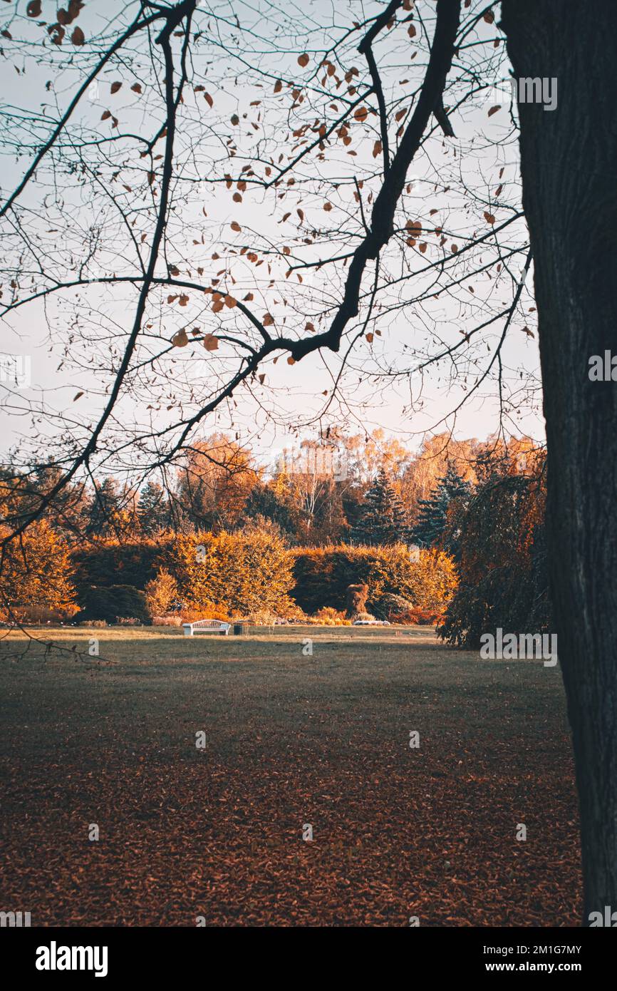 A beautiful autumn forest at daytime Stock Photo - Alamy