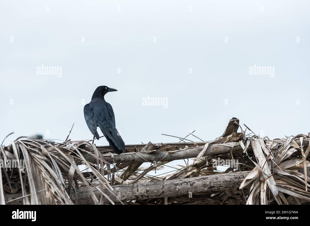 Waiting Great-tailed Grackle (Quiscalus mexicanu Stock Photo - Alamy