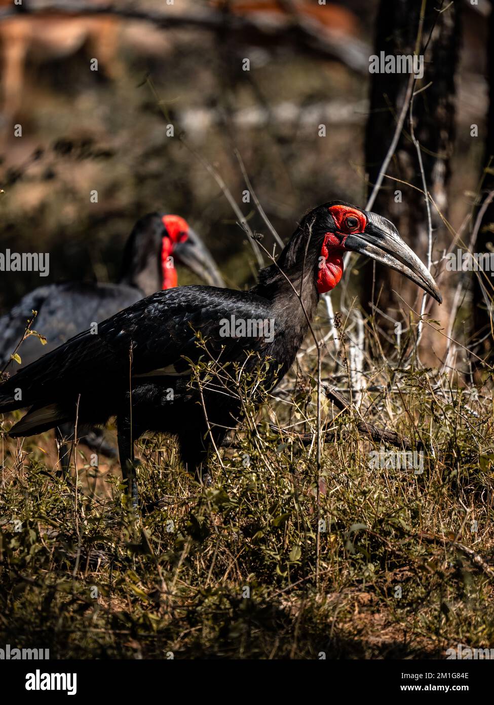 A vertical shot of two southern ground hornbill birds in safari Stock ...