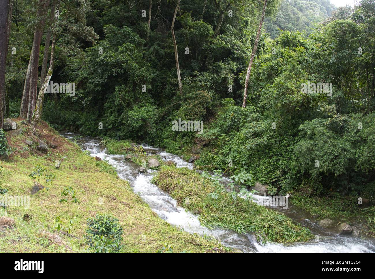 A beautiful shot of a streaming river in a green forest Stock Photo - Alamy
