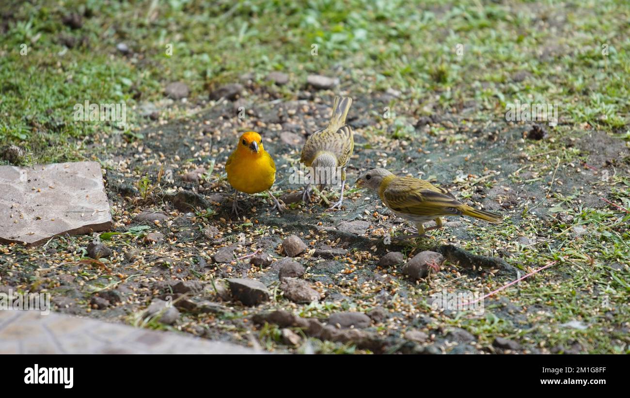 A close-up shot of a yellow and grey canaries standing on a mossy rock ...
