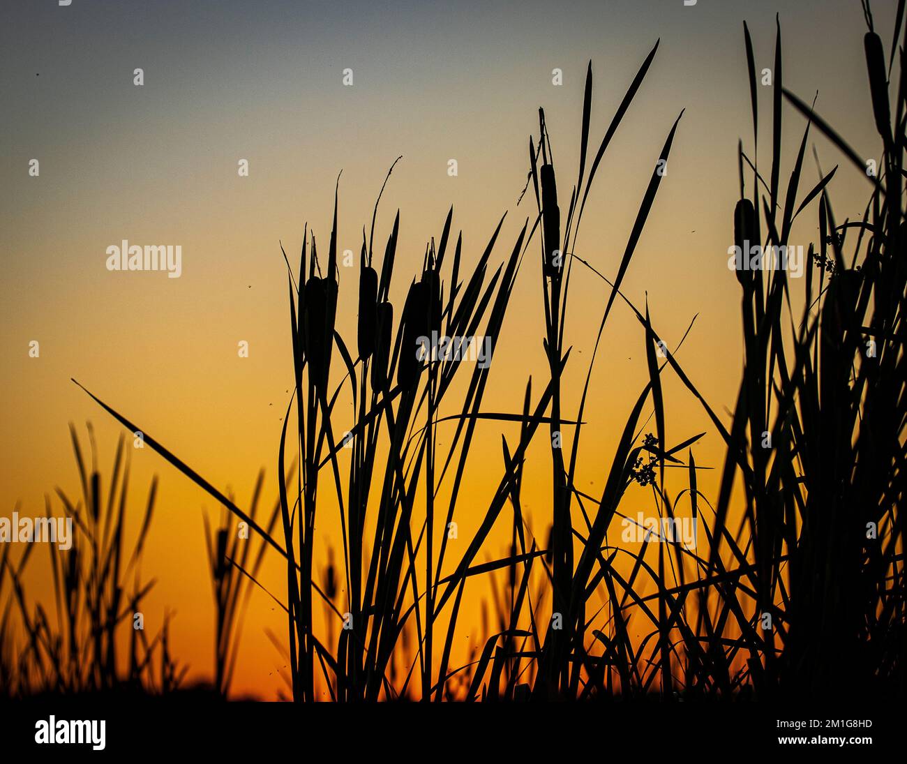 Cattails during sunset hi-res stock photography and images - Alamy