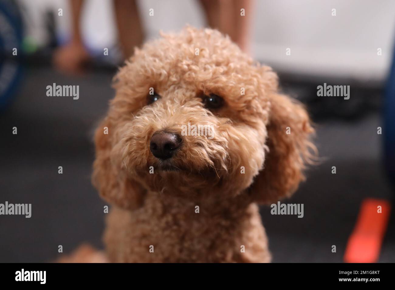 Havapoo breed hi-res stock photography and images - Alamy