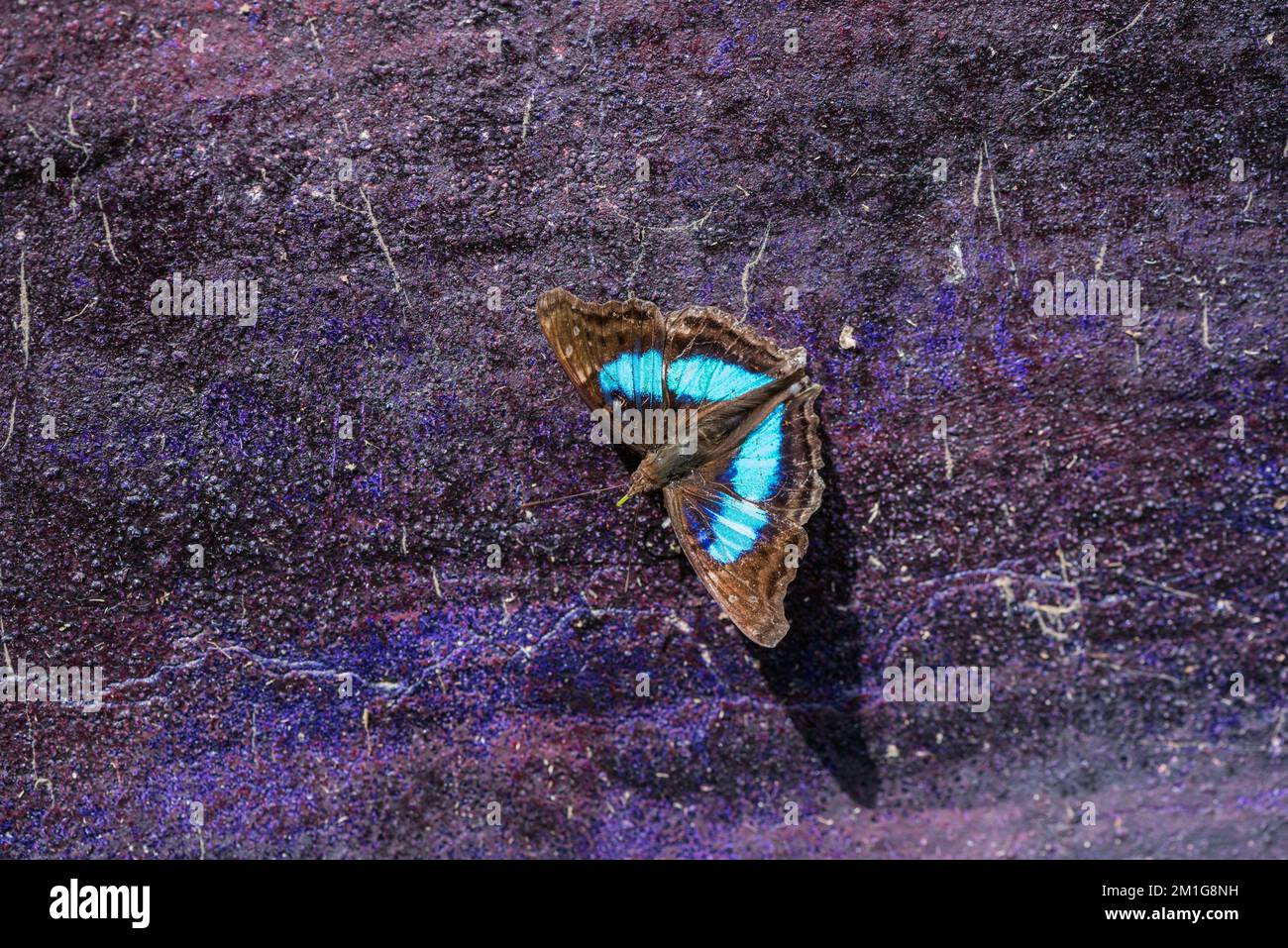Turquoise insect hi-res stock photography and images - Alamy