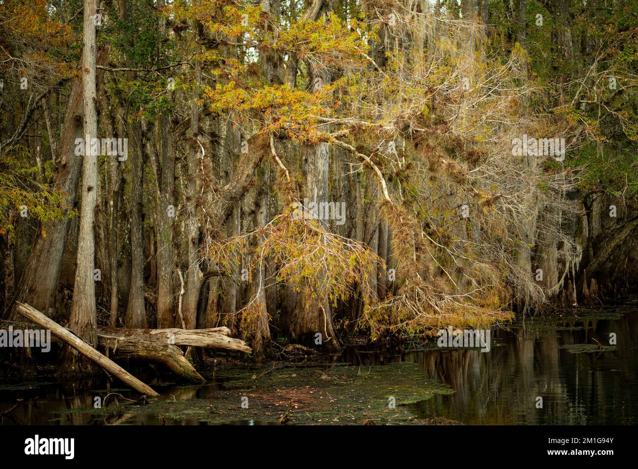 A beautiful shot of Florida cypress trees in the Suwannee River ...