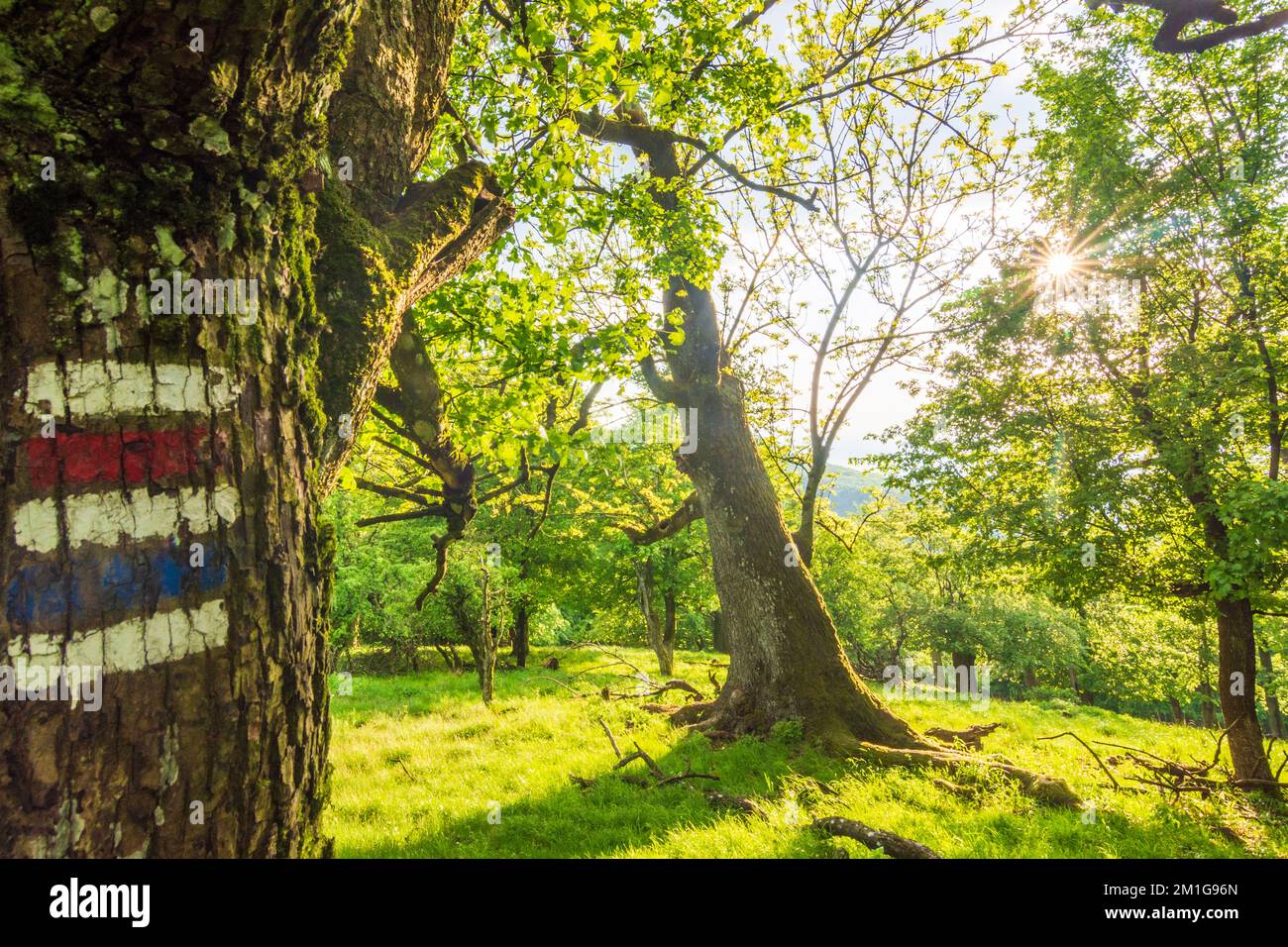 Plavecke Podhradie (Blasenstein, Plasenstein): way in Klokoc nature ...