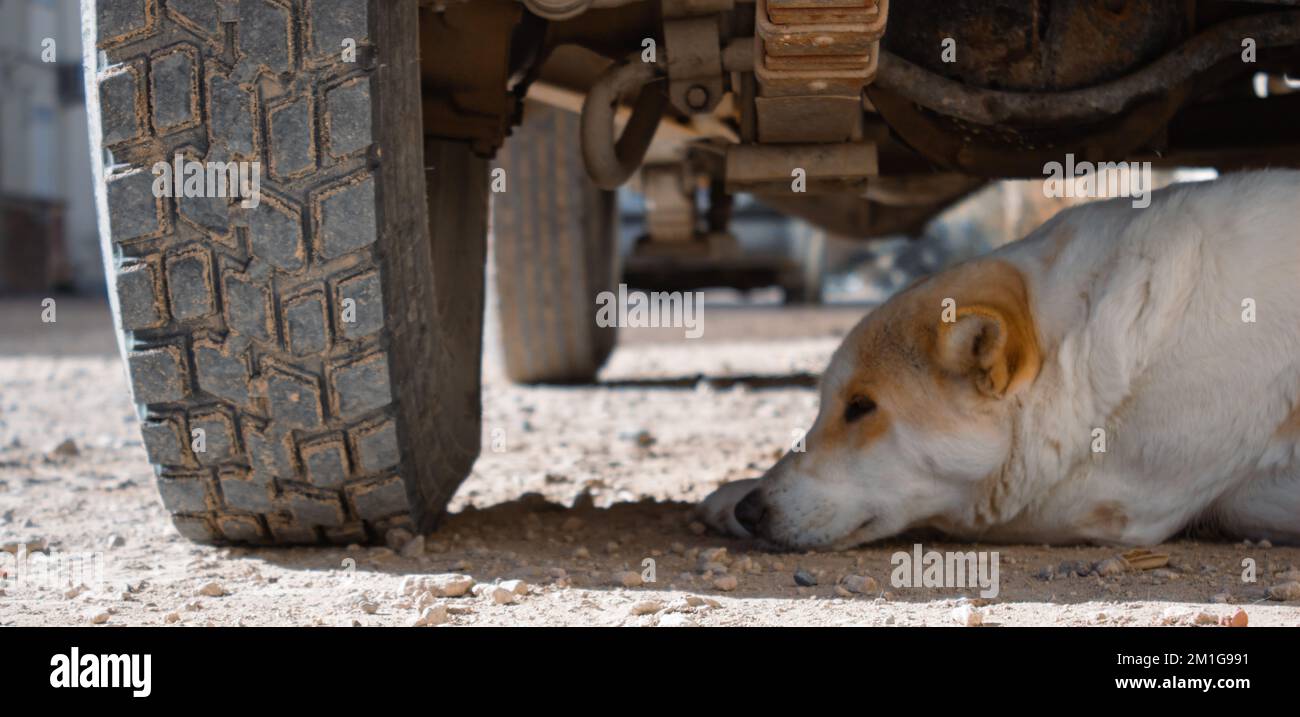 Dog under a truck hi-res stock photography and images - Alamy