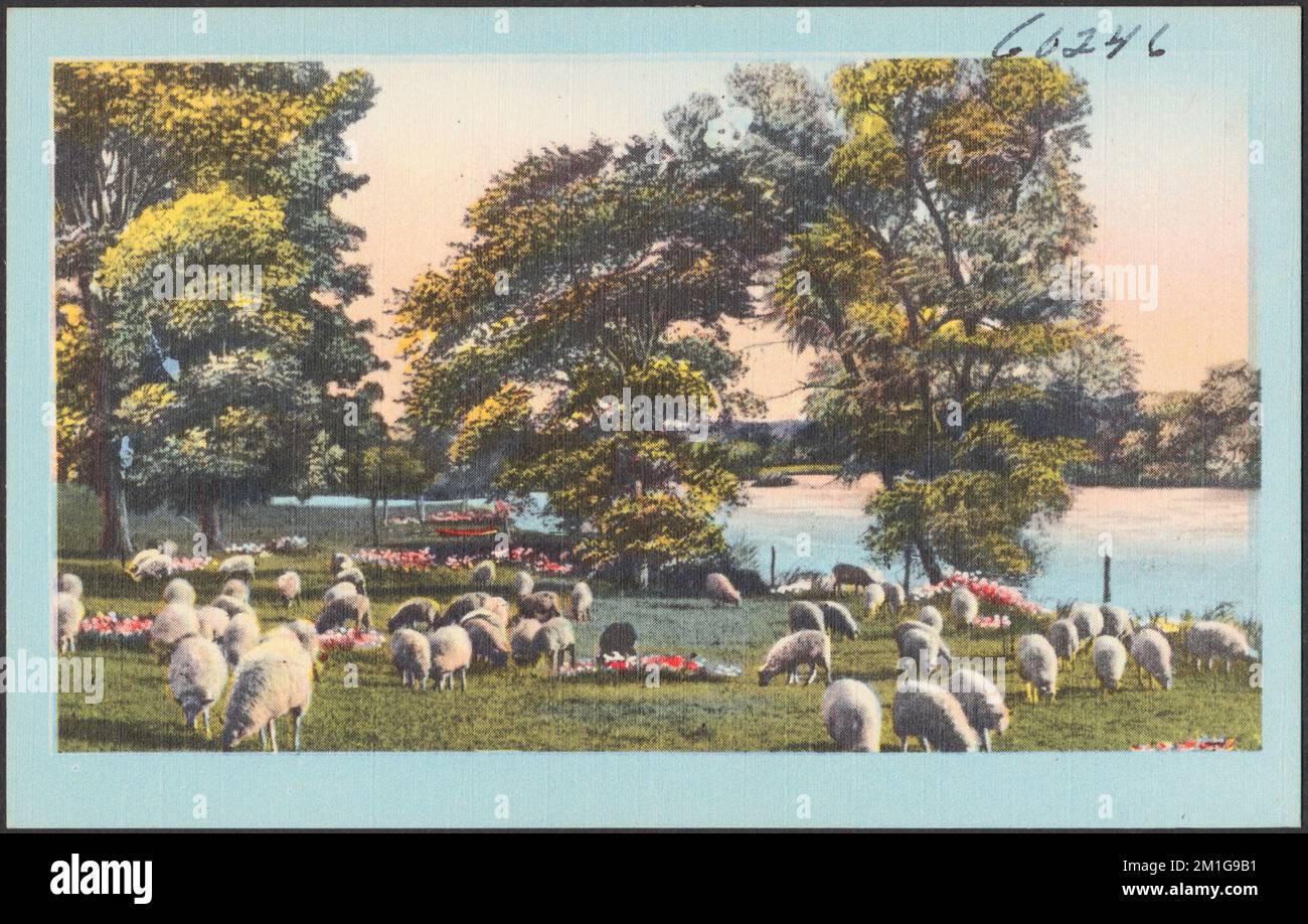 Sheep grazing, trees and body of water in background , Sheep, Trees ...