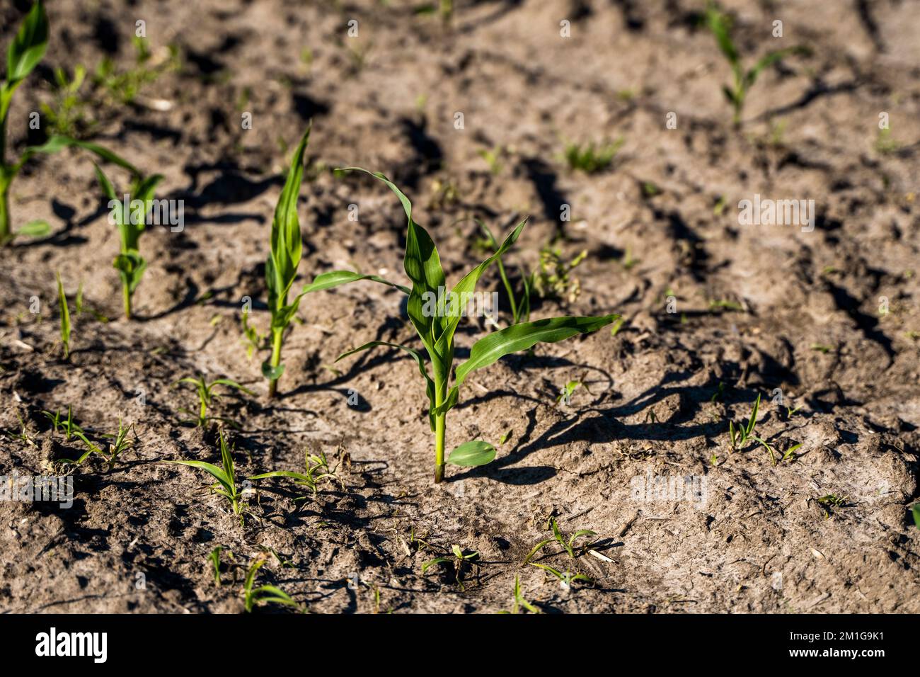 Close up seeding maize plant. Green young corn maize plants growing in ...