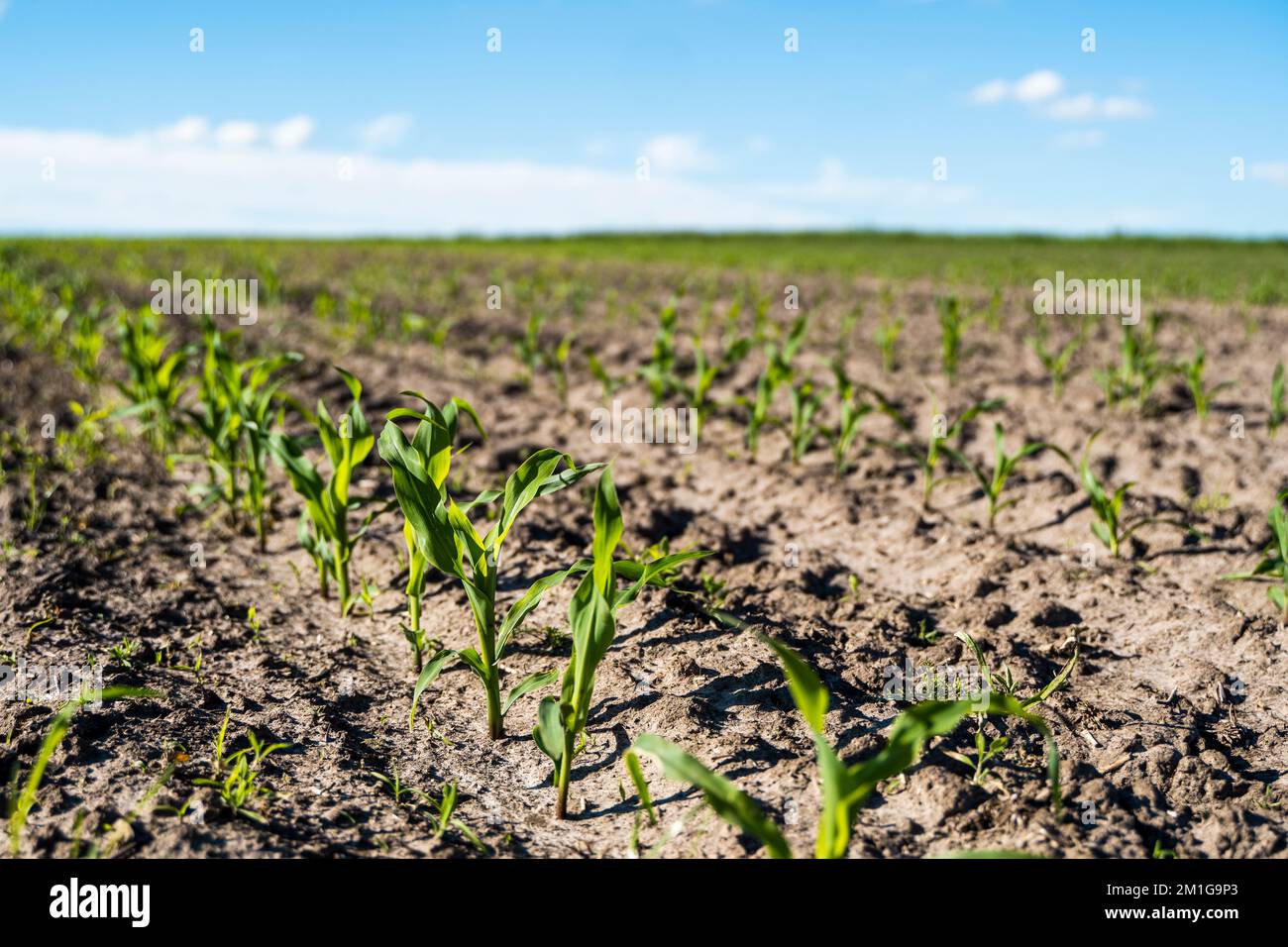 Rows of growing young green corn seedling sprouts in cultivated ...