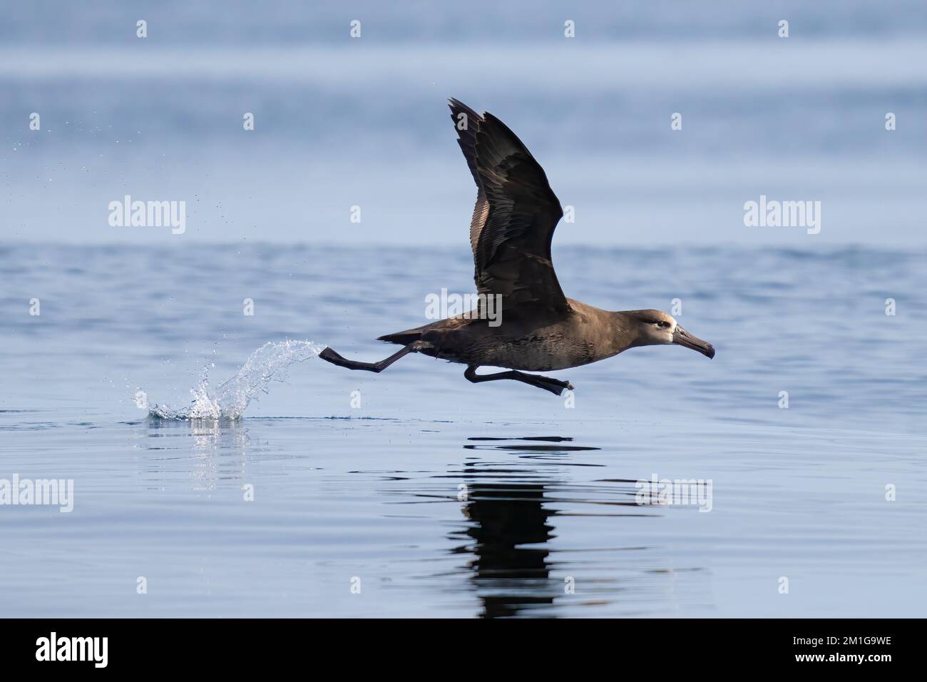 A black-footed albatross runs along the surface of the water during ...