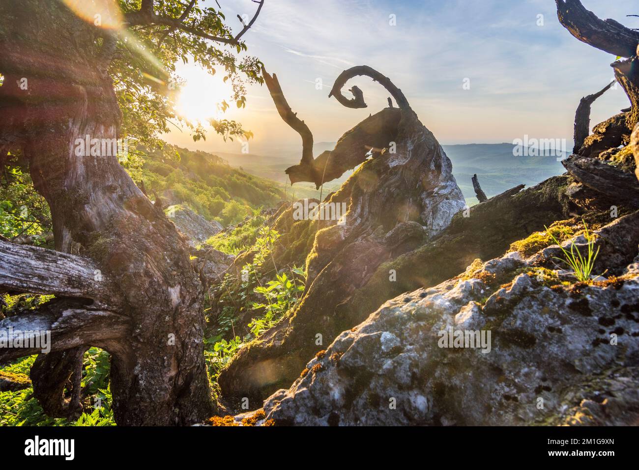 Solosnica (Breitenbrunn): summit Vapenna, sunrise, forest, mountains ...