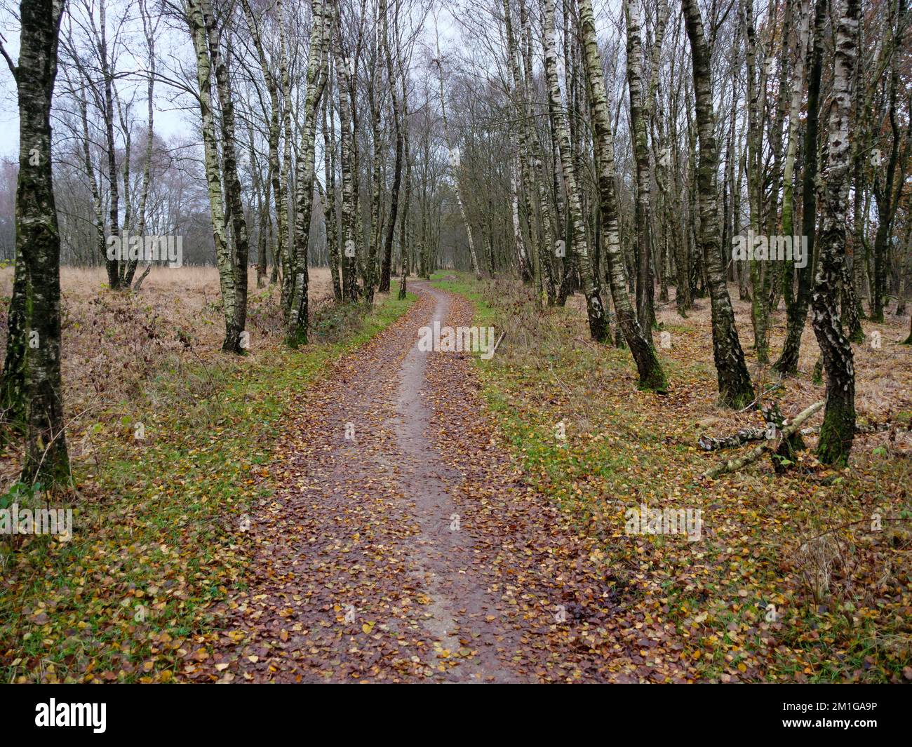 hiking at the dutch border in germany Stock Photo - Alamy
