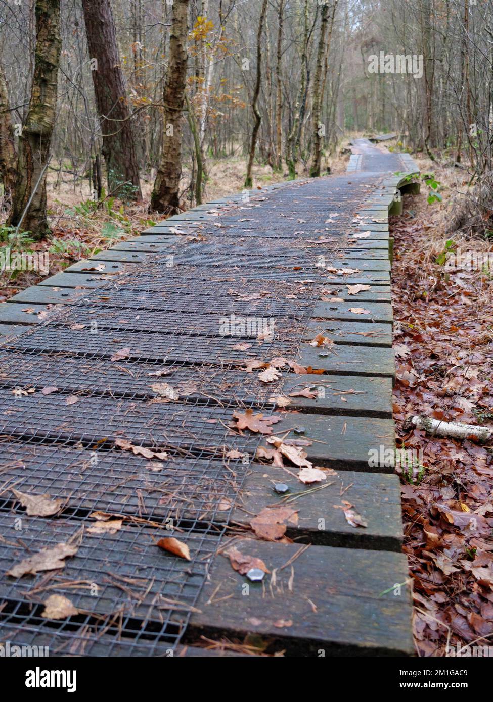 hiking at the dutch border in germany Stock Photo - Alamy