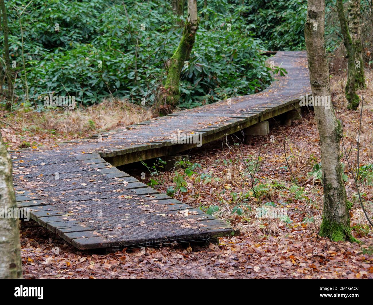 hiking at the dutch border in germany Stock Photo - Alamy