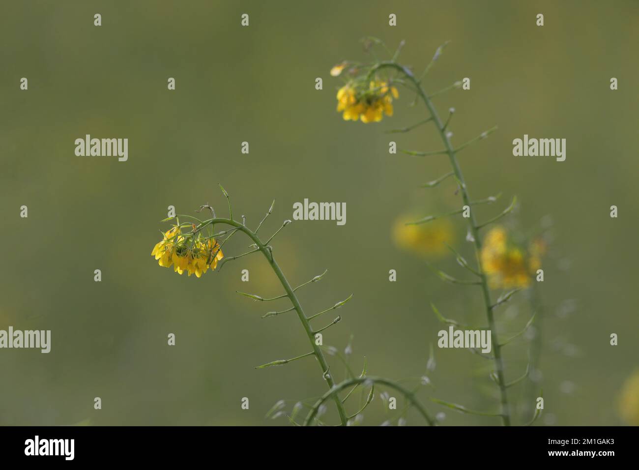 Blooming mustard field hi-res stock photography and images - Alamy