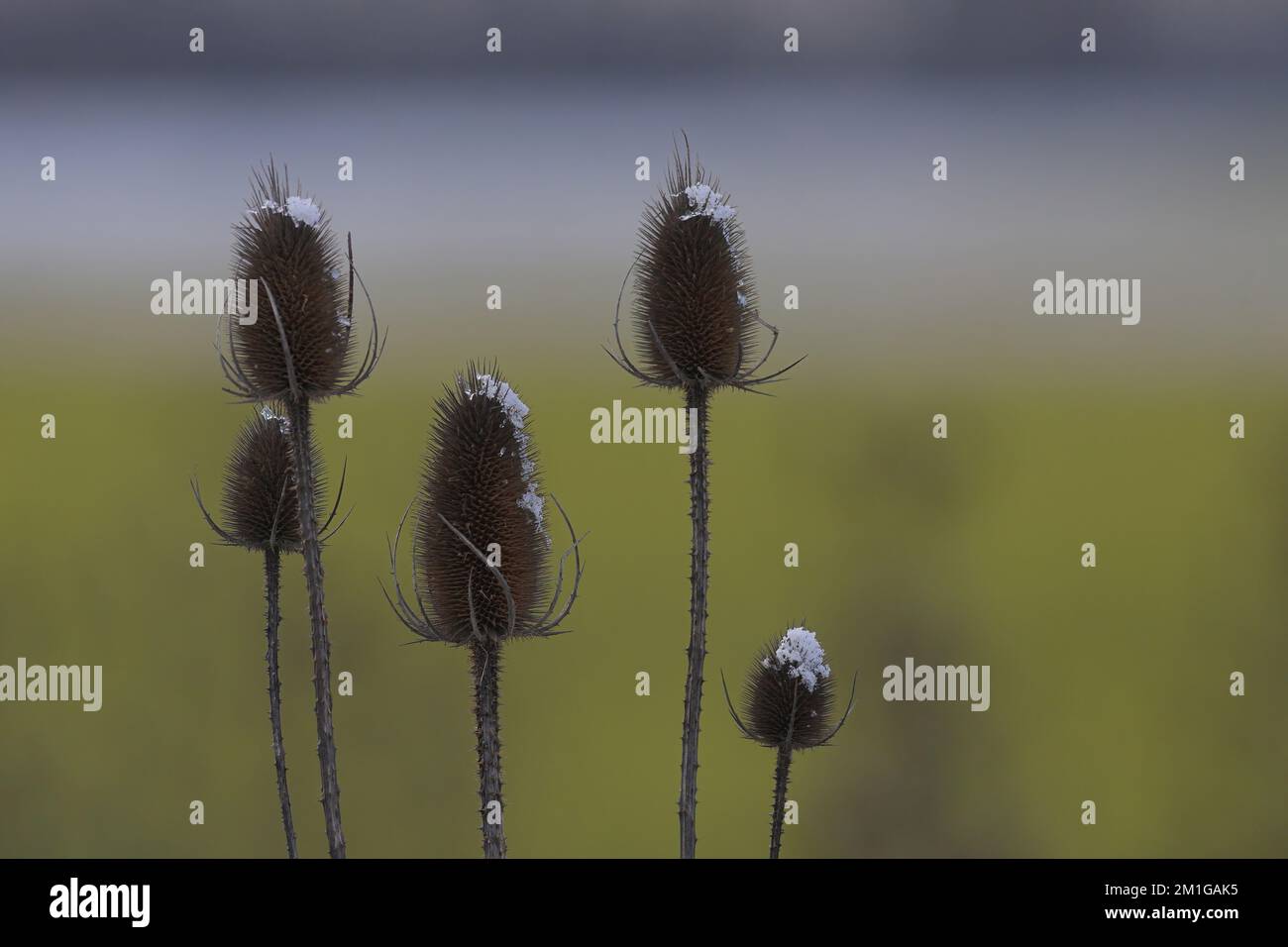 Teasel in environment hi-res stock photography and images - Alamy