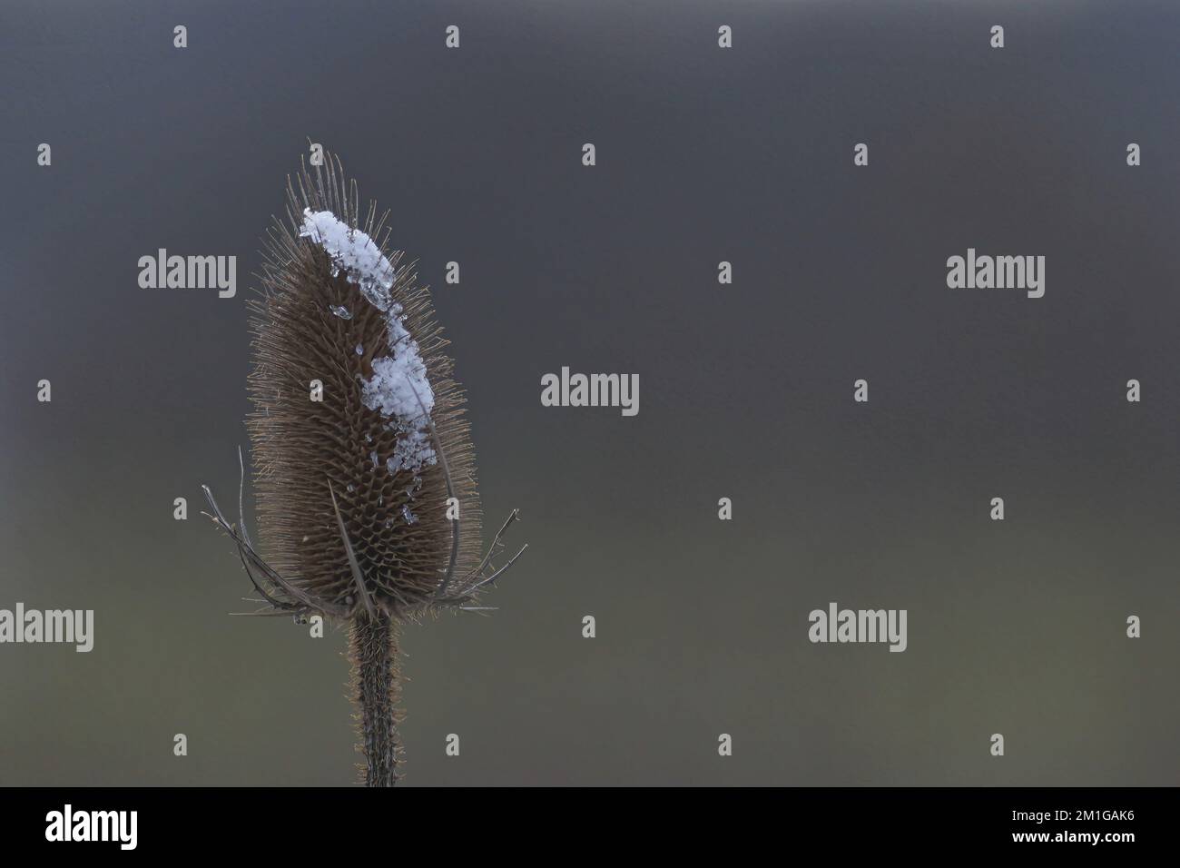 Teasel in winter hi-res stock photography and images - Alamy