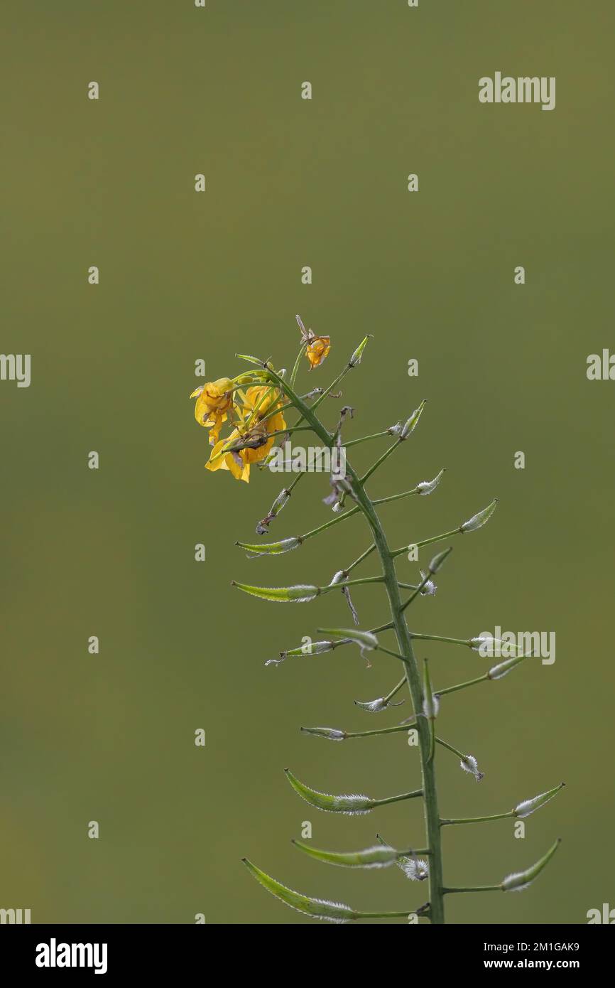 Charlock hi-res stock photography and images - Alamy