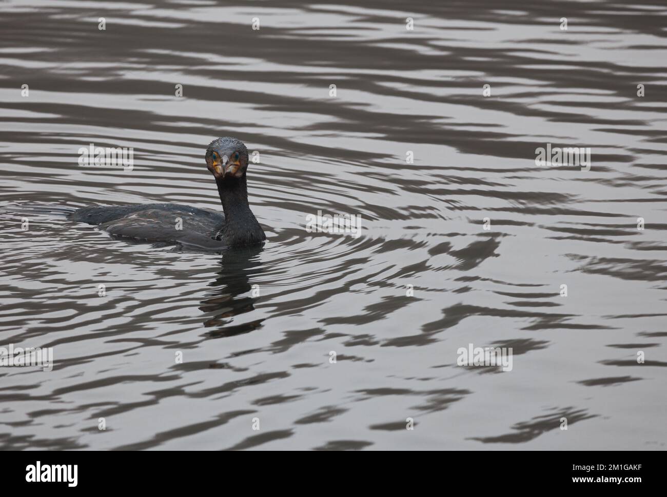 Great Cormorant swimming on the lake in public park of Tervuren Stock ...