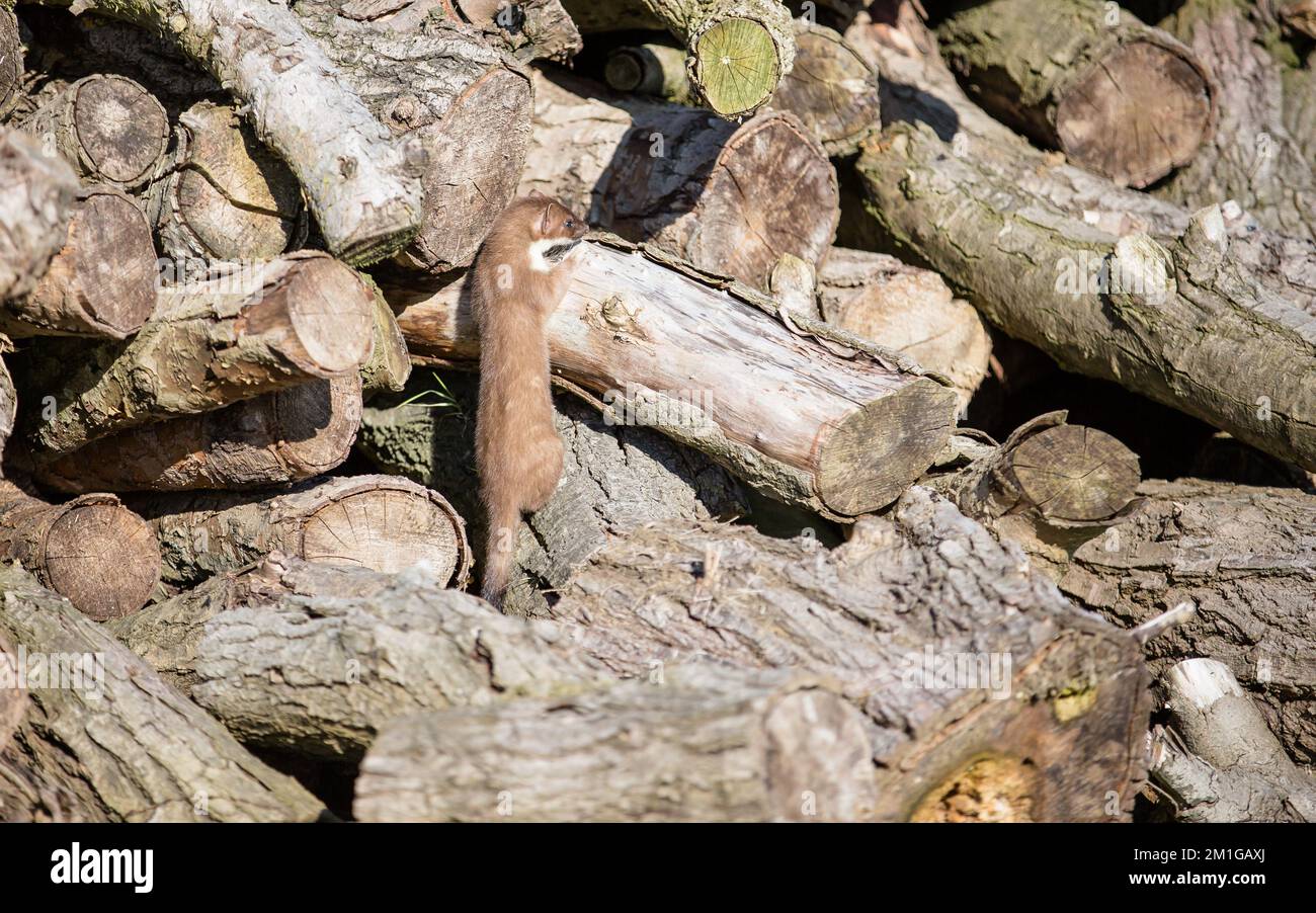 A beautiful view of Least weasels playing Stock Photo - Alamy