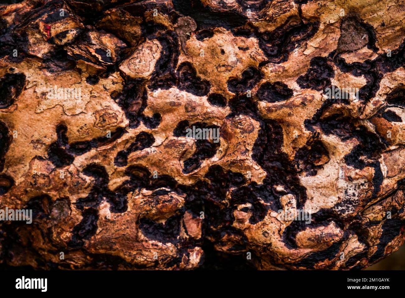 Floated wood, close-up view, Les Flottins festival, Evian-les-Bains ...