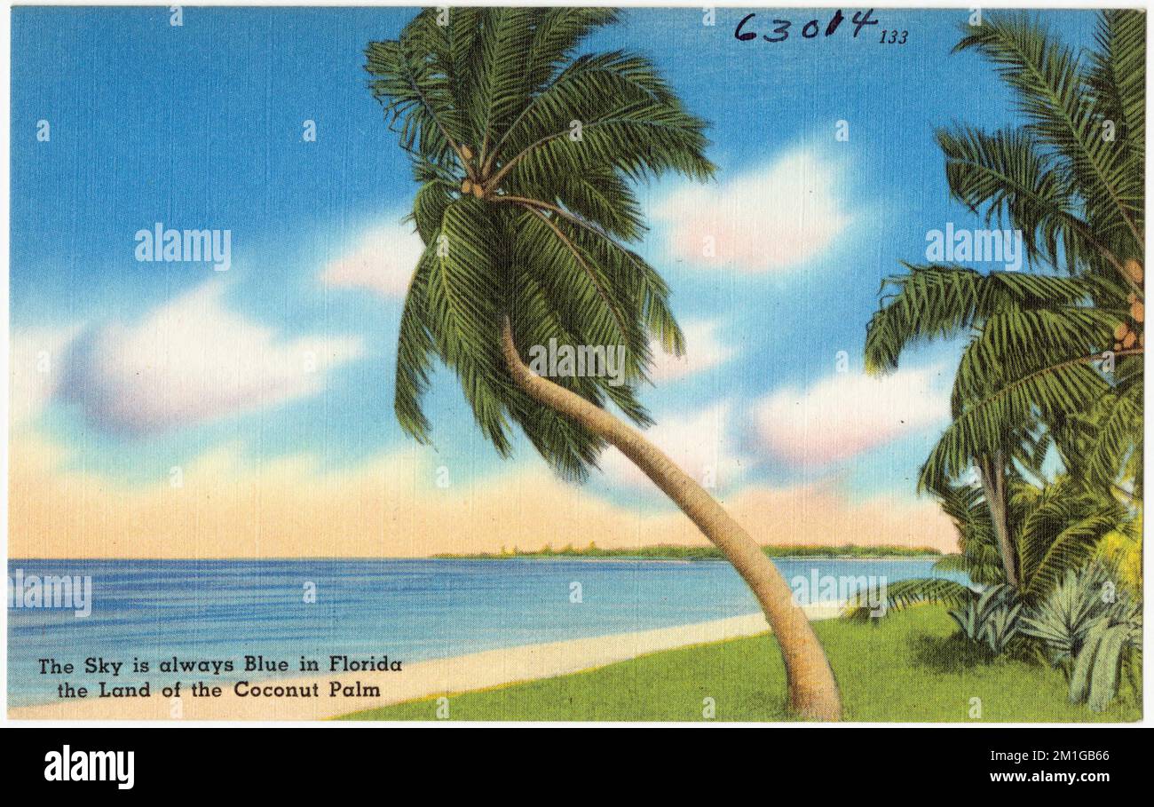 The sky is always blue in Florida, the land of the coconut palm ...
