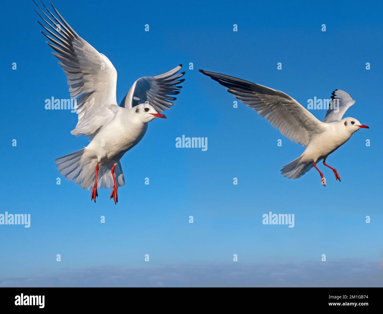 Black headed Gulls Larus ridibundus in flight December North Norfolk ...
