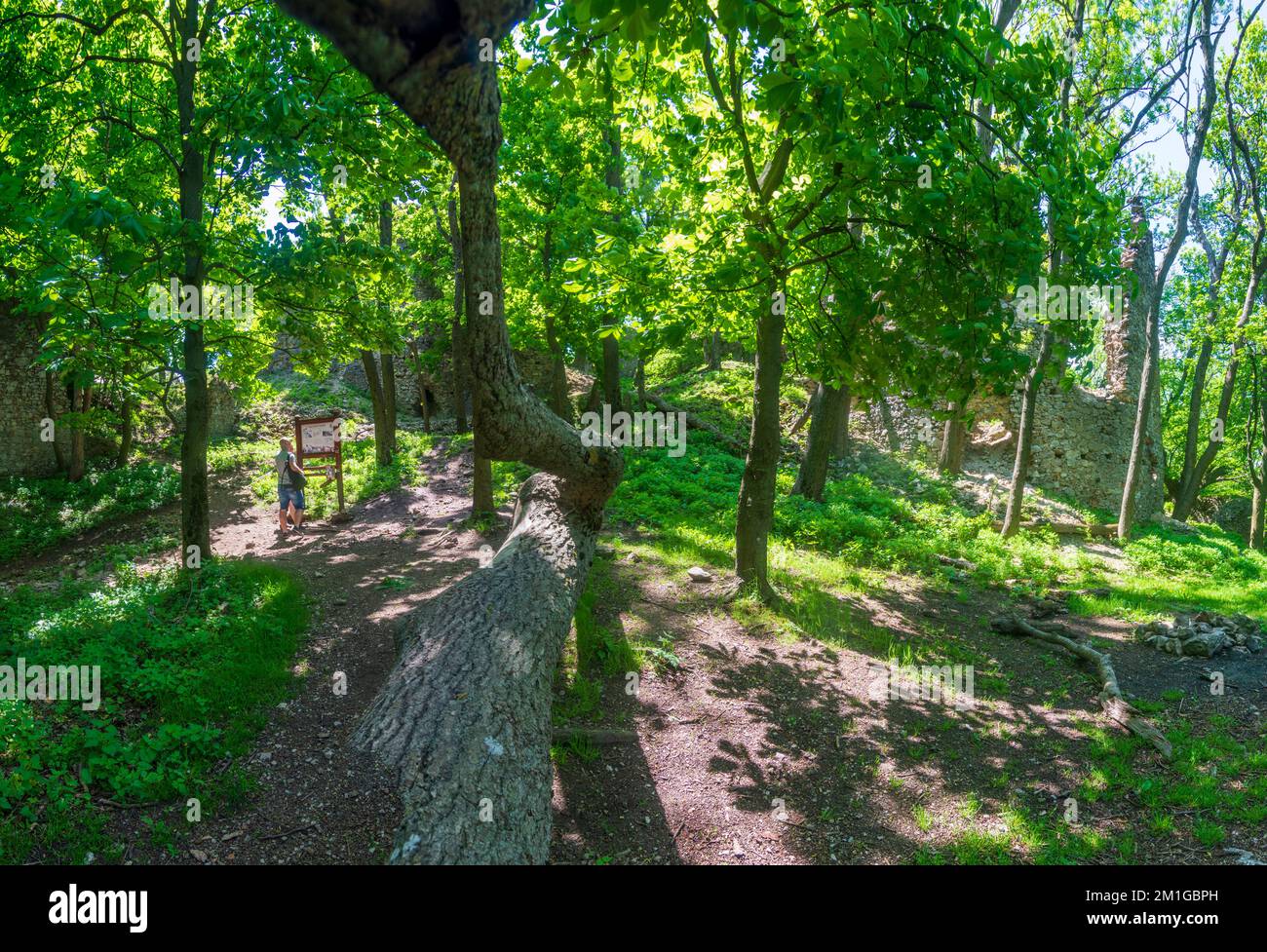 Ostry kamen castle scharfenstein castle hi-res stock photography and ...