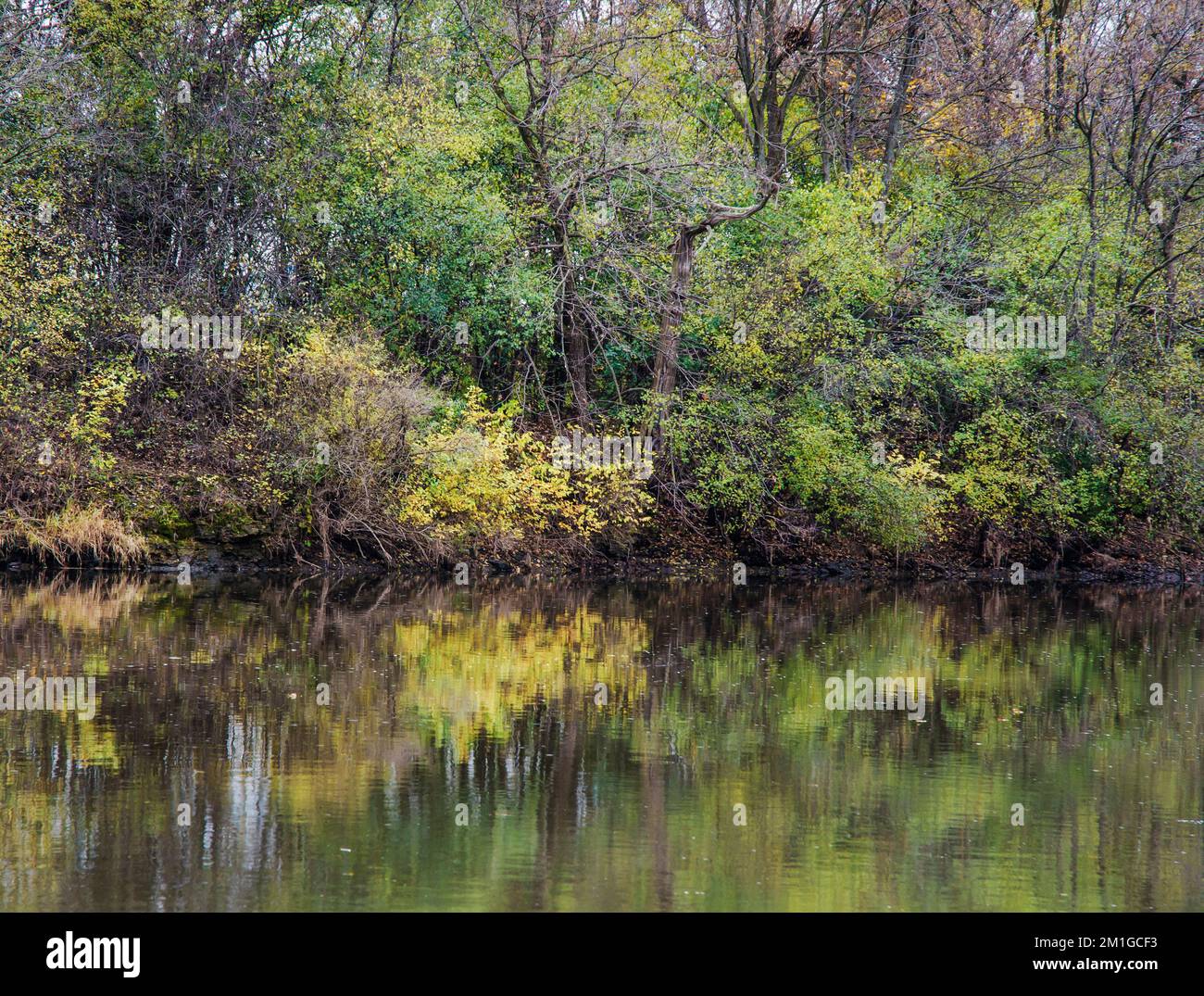 The last trees and shrubs to turn color show the last vestiges of ...
