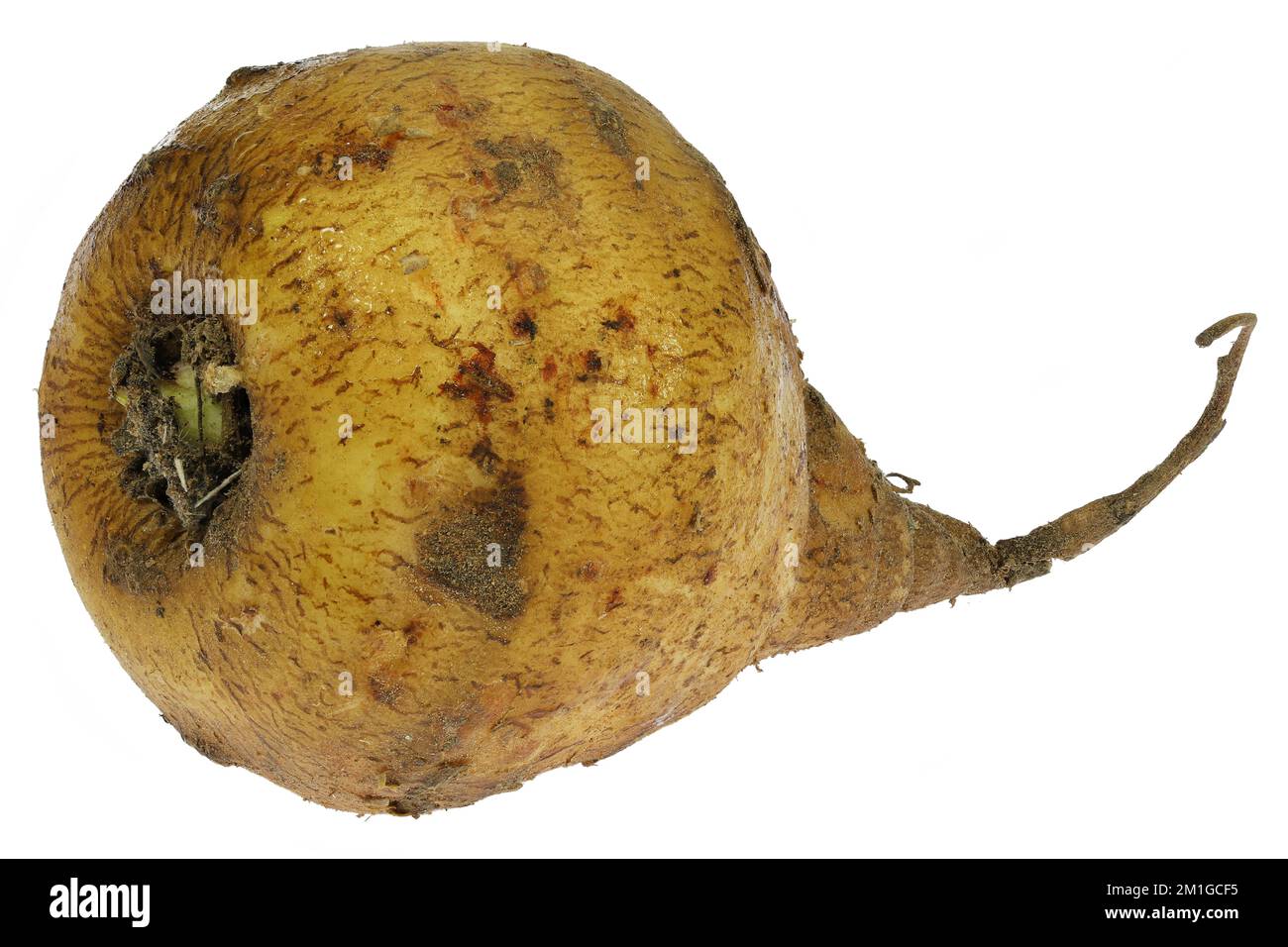 chervil root with isolated on white background Stock Photo - Alamy