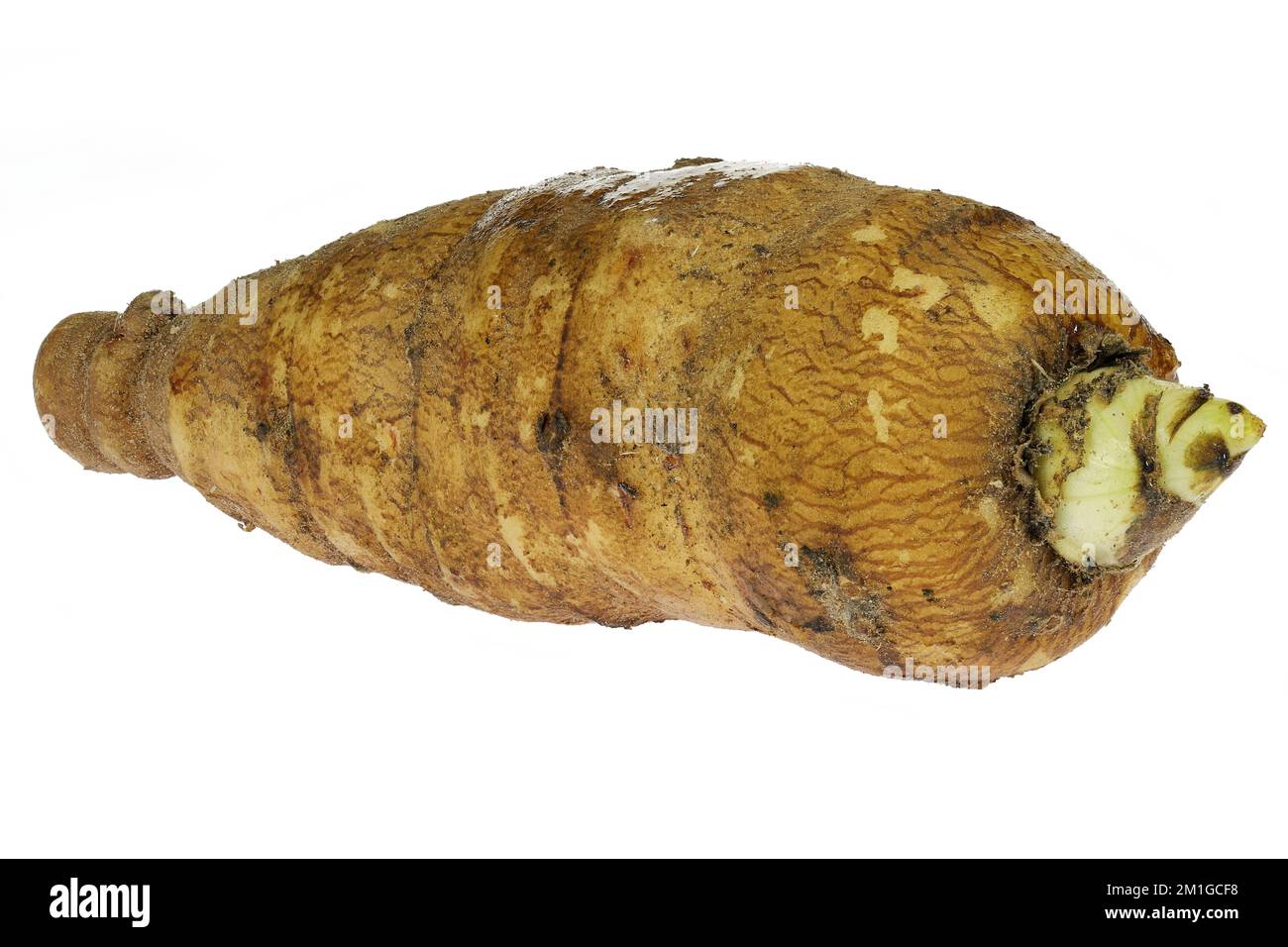 chervil root with isolated on white background Stock Photo - Alamy