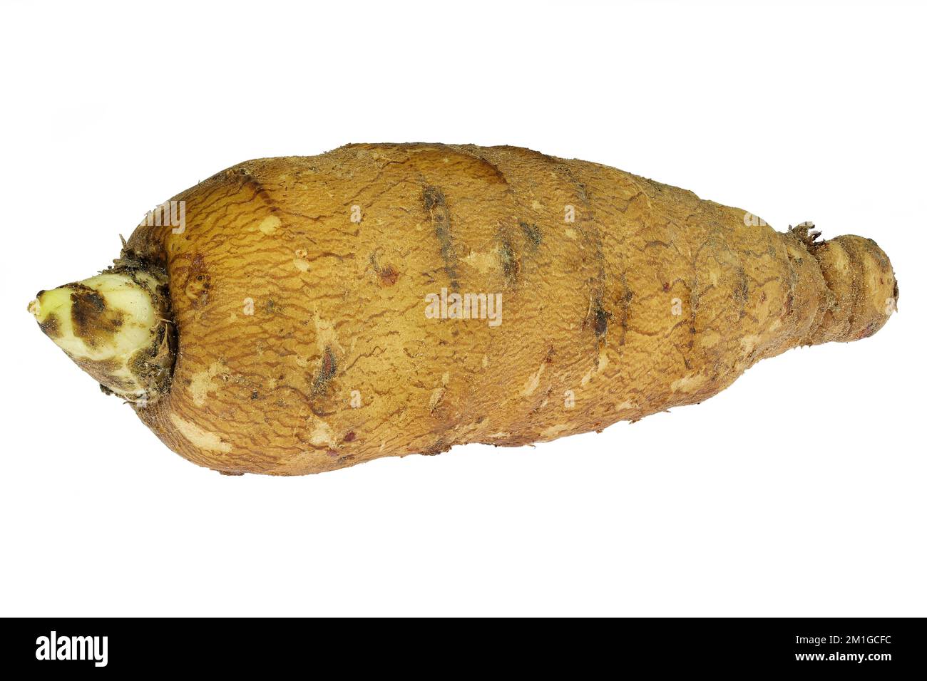 chervil root with isolated on white background Stock Photo - Alamy