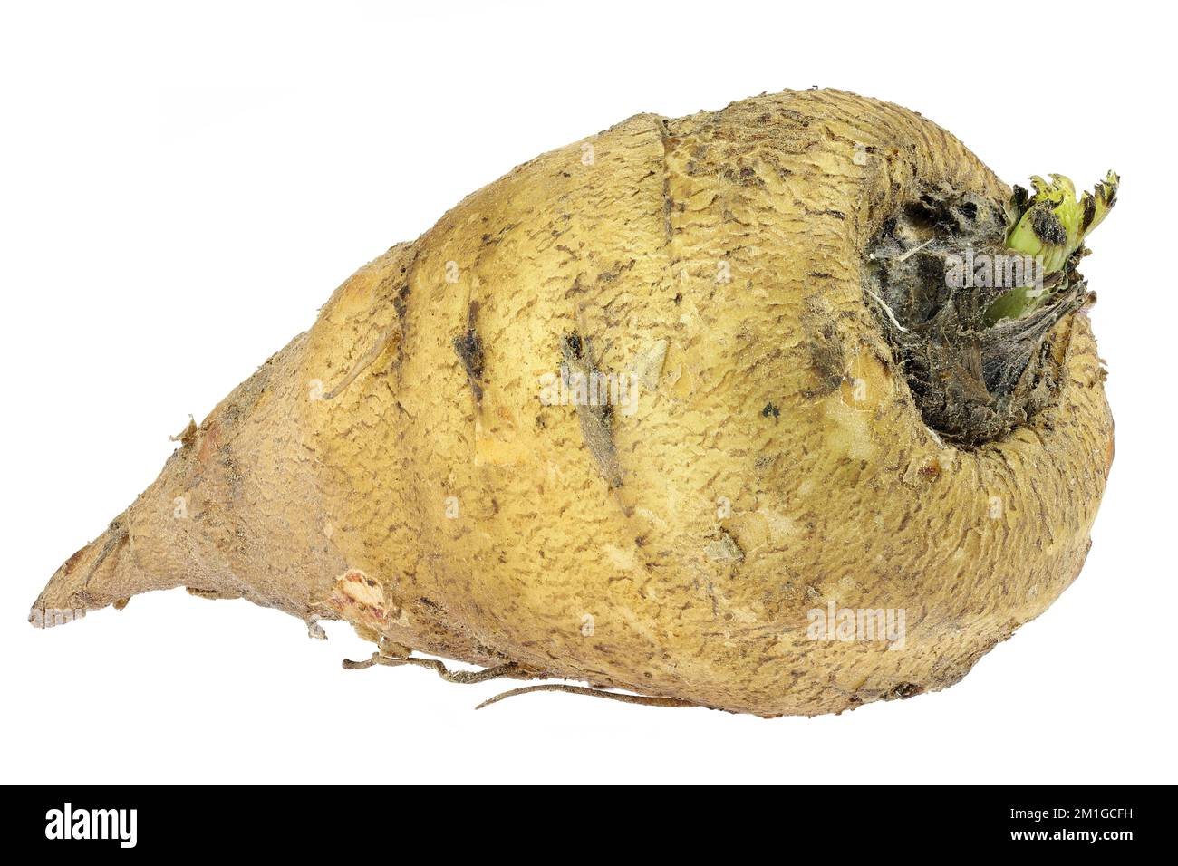 chervil root with isolated on white background Stock Photo - Alamy